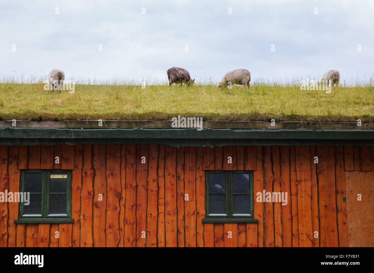 Sheep grazing on the grass roof of a wooden house in the Lofoten ...
