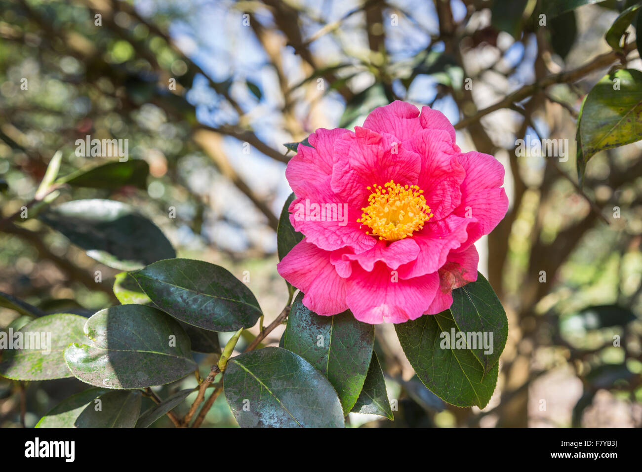 Milo south hi-res stock photography and images - Alamy