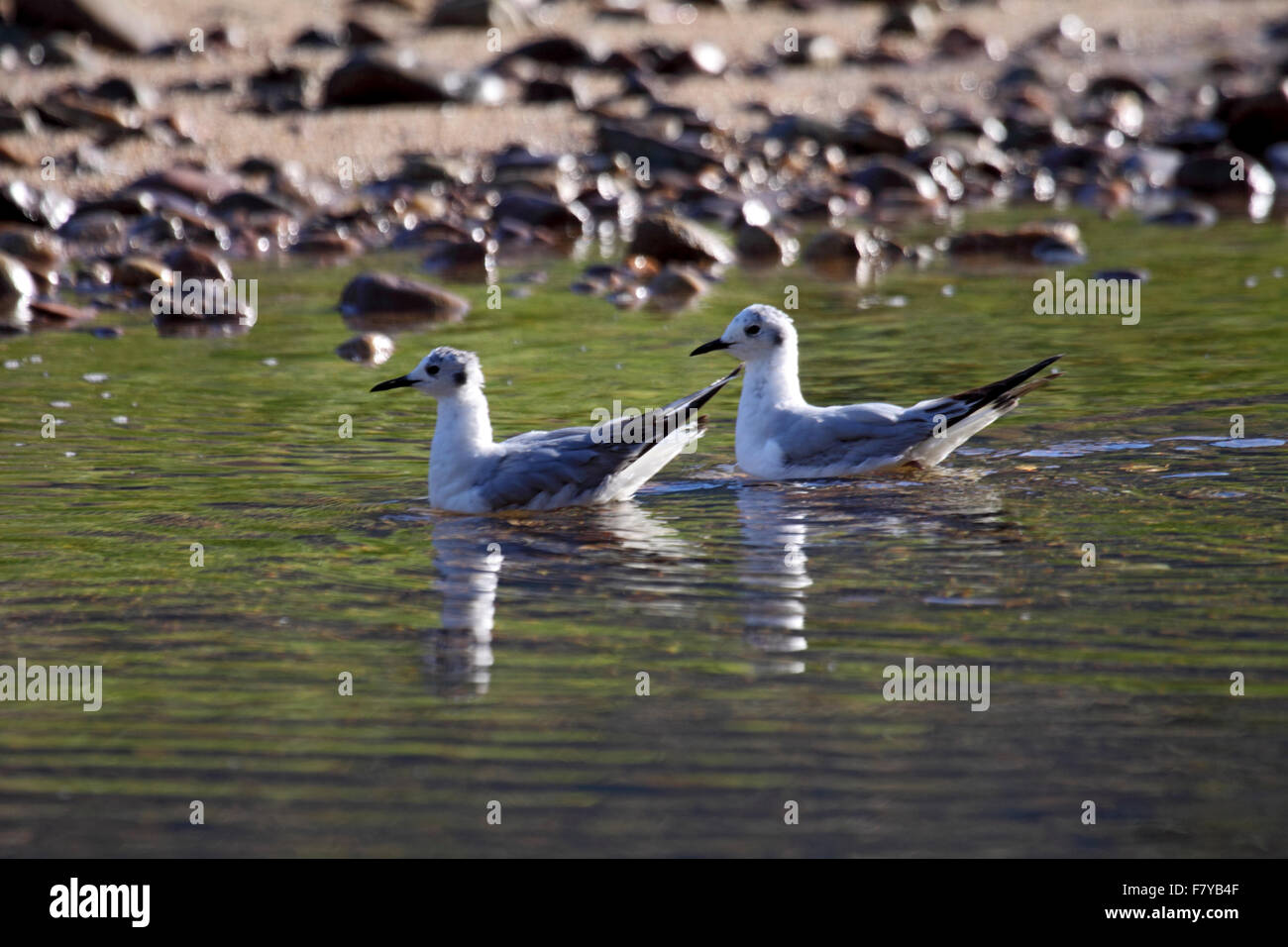Bonapartes gulls at water body in BC Canada Stock Photo - Alamy