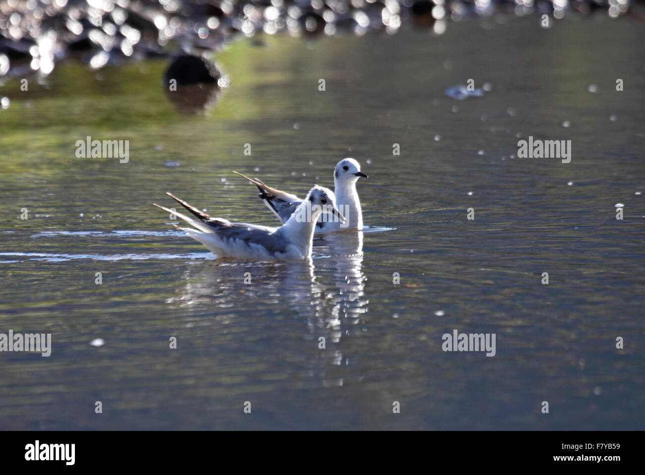 Bonapartes gulls at water body in BC Canada Stock Photo - Alamy