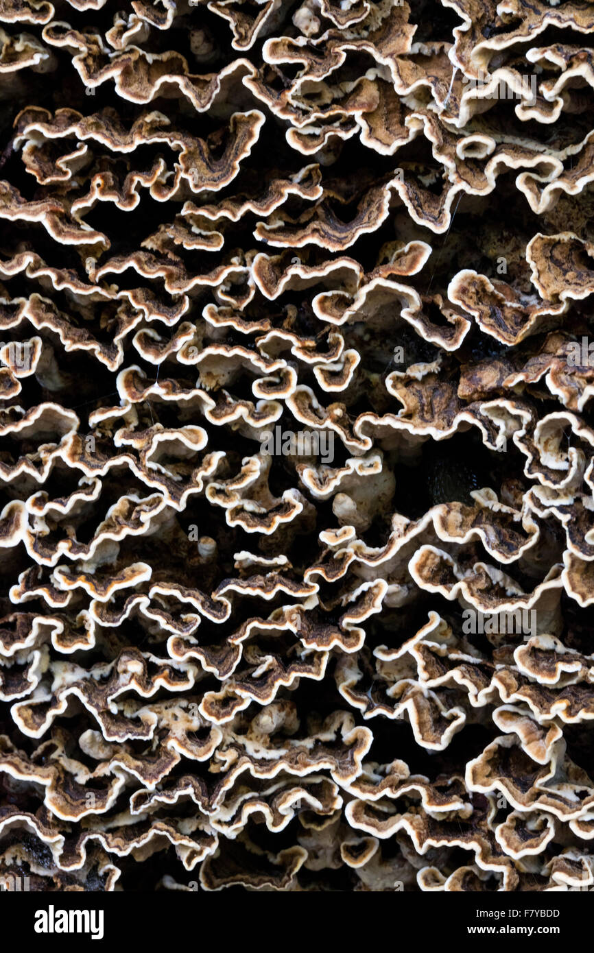 Common fungus hi-res stock photography and images - Alamy