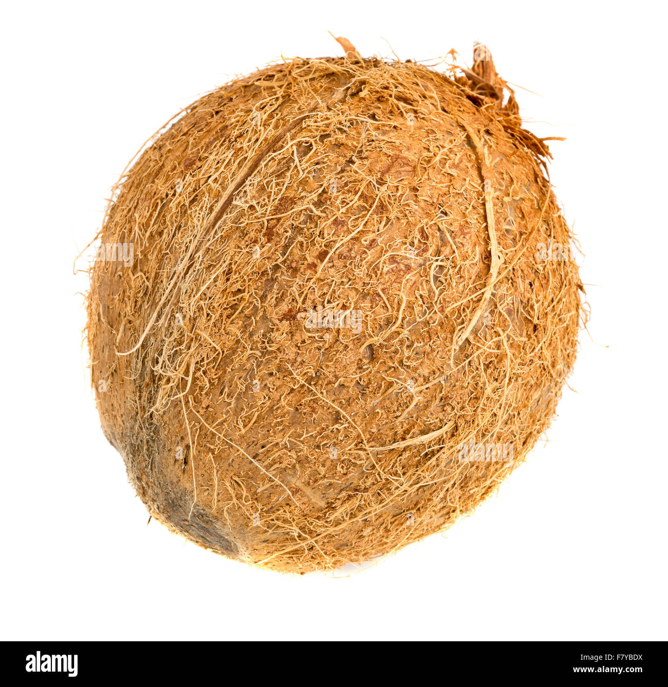 Whole uncut coconut isolated on white background Stock Photo - Alamy
