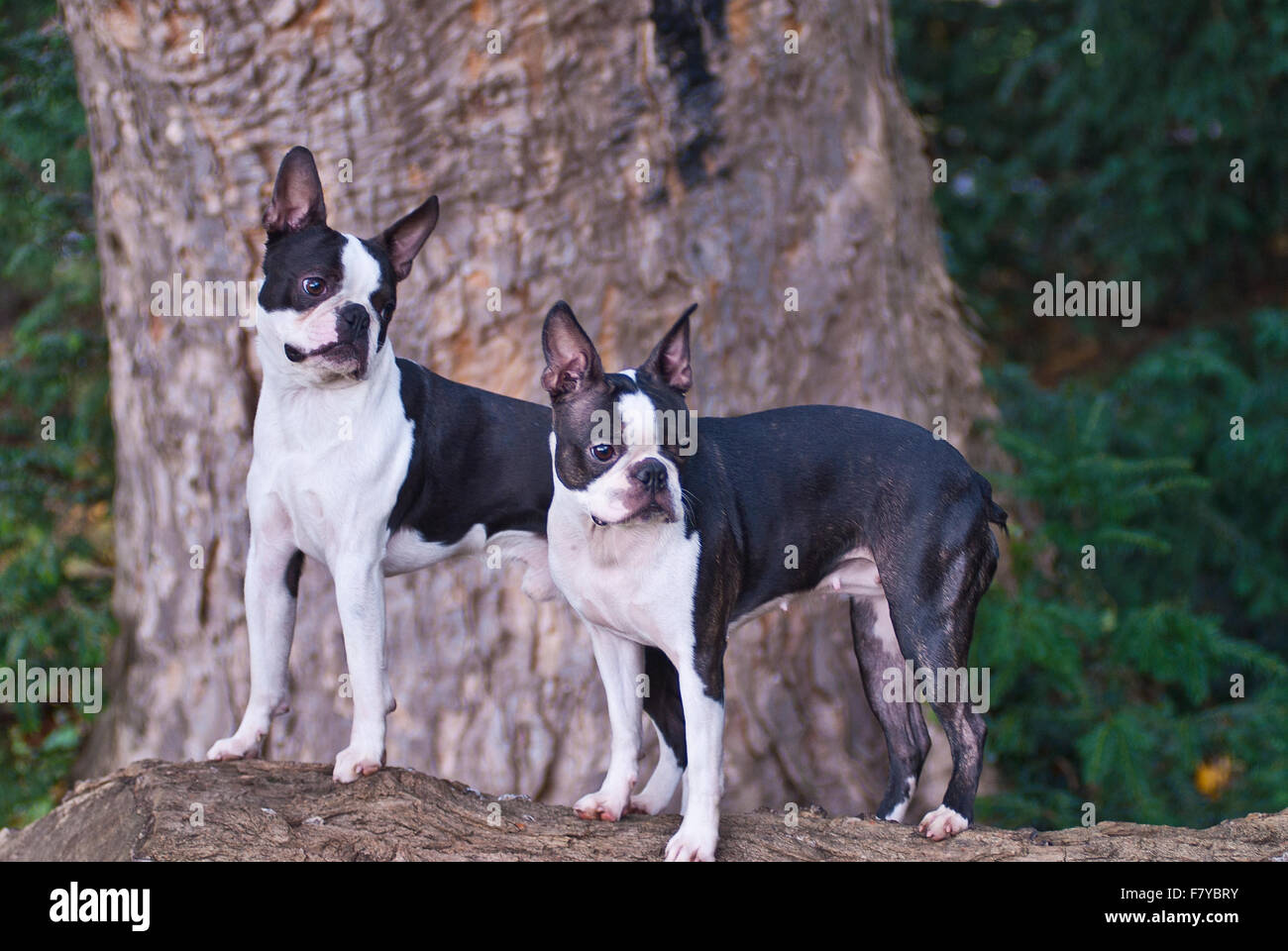 Boston terrier, bicolour dog in park with trees and grass Stock Photo ...