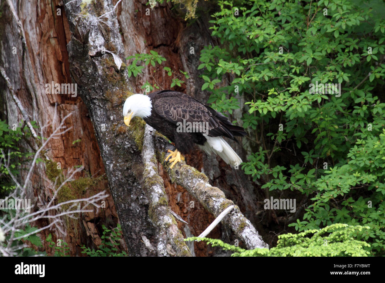 Bald eagle perched on tree in Canada peering down into water below ...