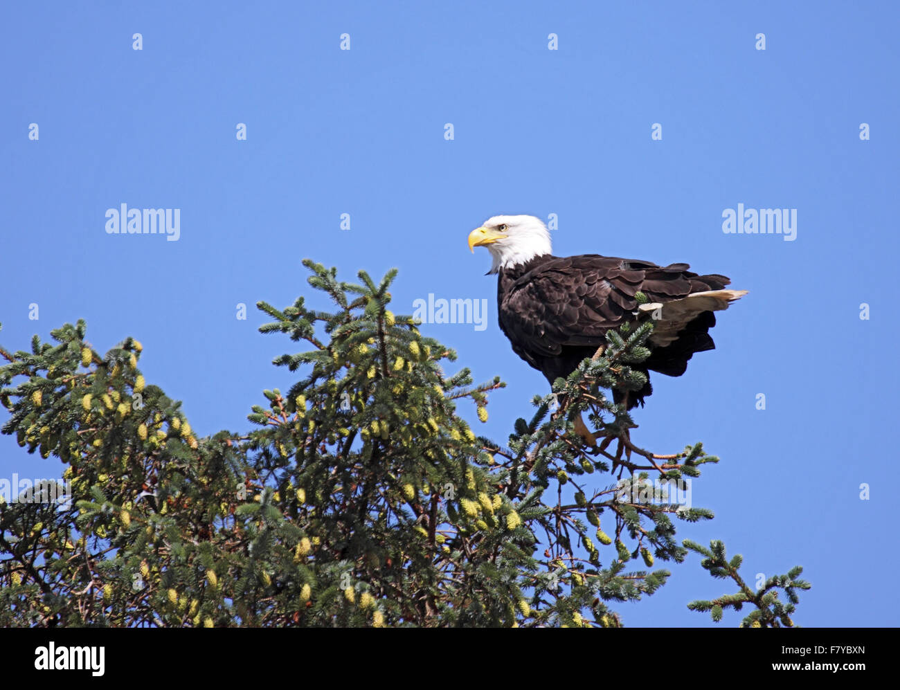 Bald eagle perched in tree top hi-res stock photography and images - Alamy