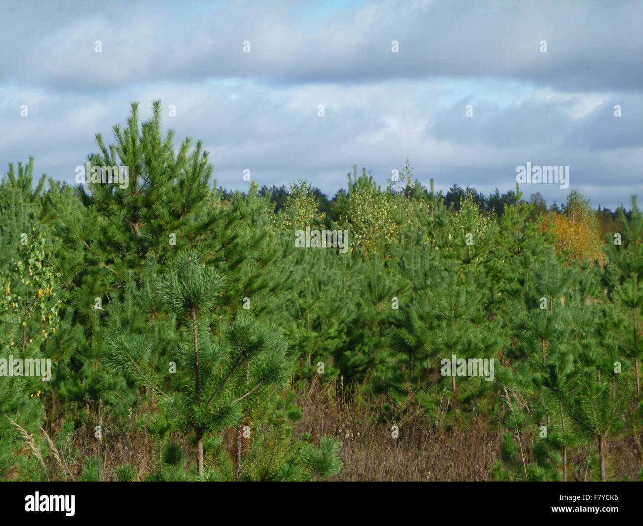 Fir trees texture hi-res stock photography and images - Alamy