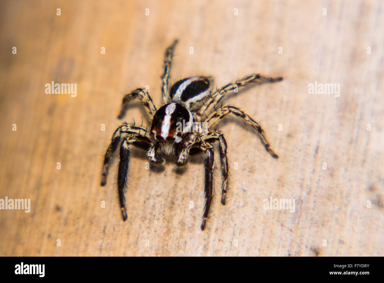 Recluse spider hi-res stock photography and images - Alamy