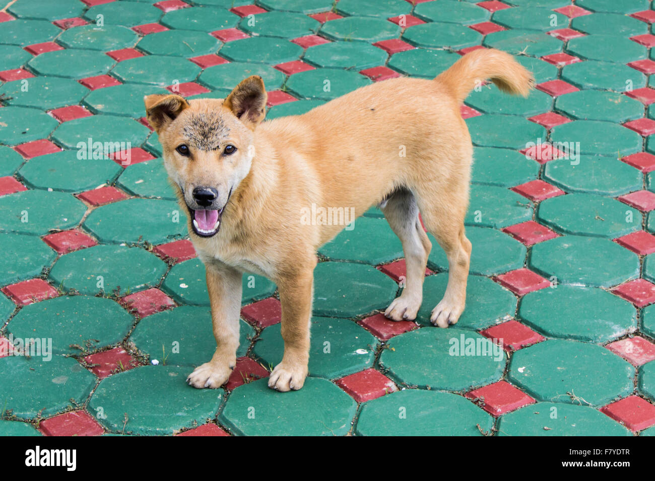 Thai Stray dog Stock Photo - Alamy