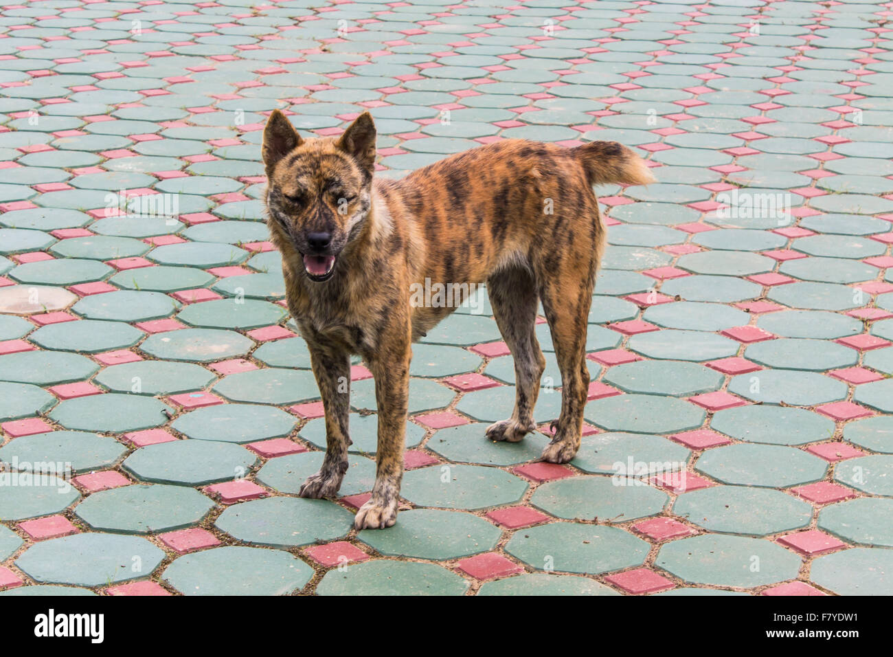 Thai Stray dog Stock Photo - Alamy