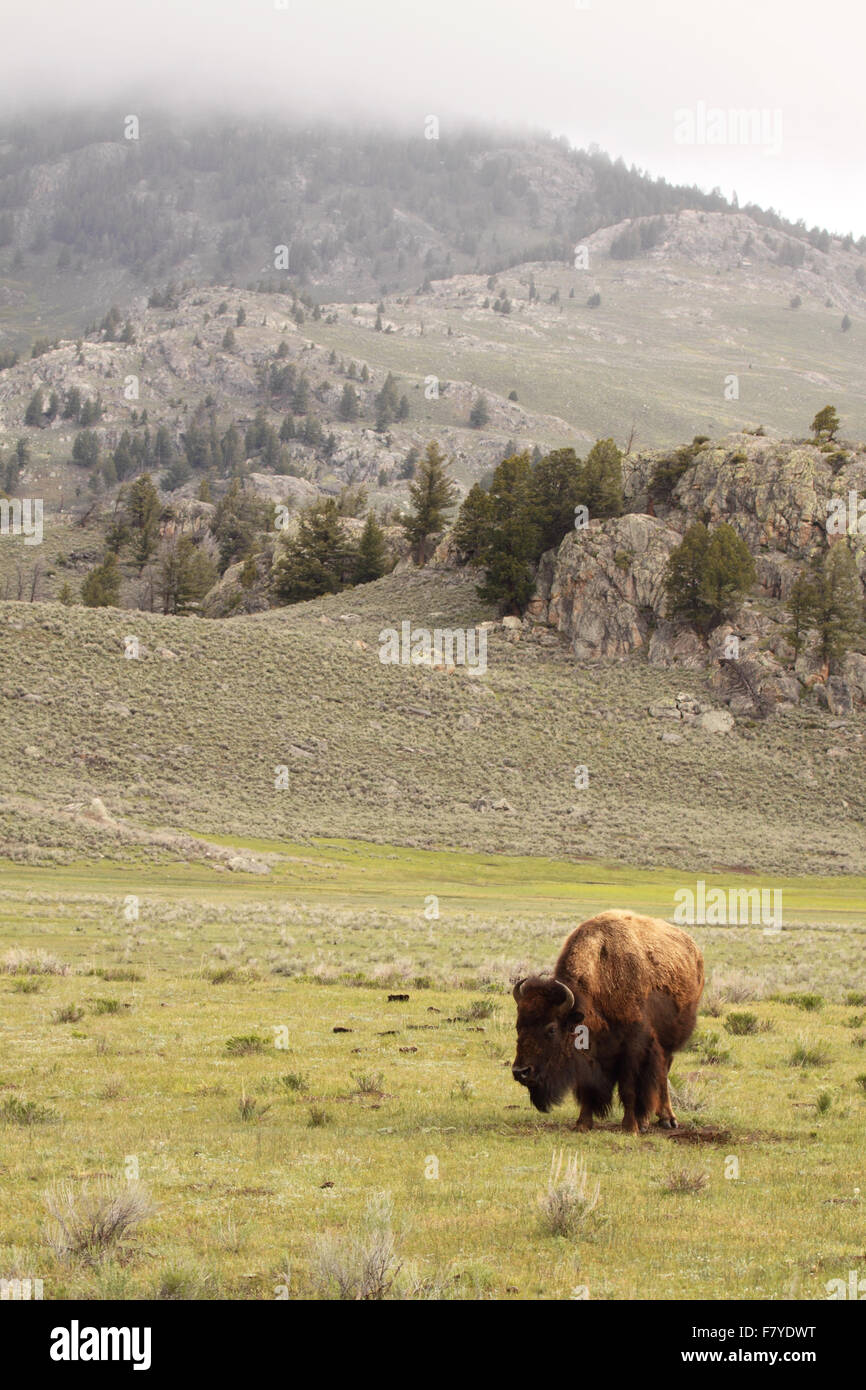 An American Bison beneath misty mountains Stock Photo - Alamy