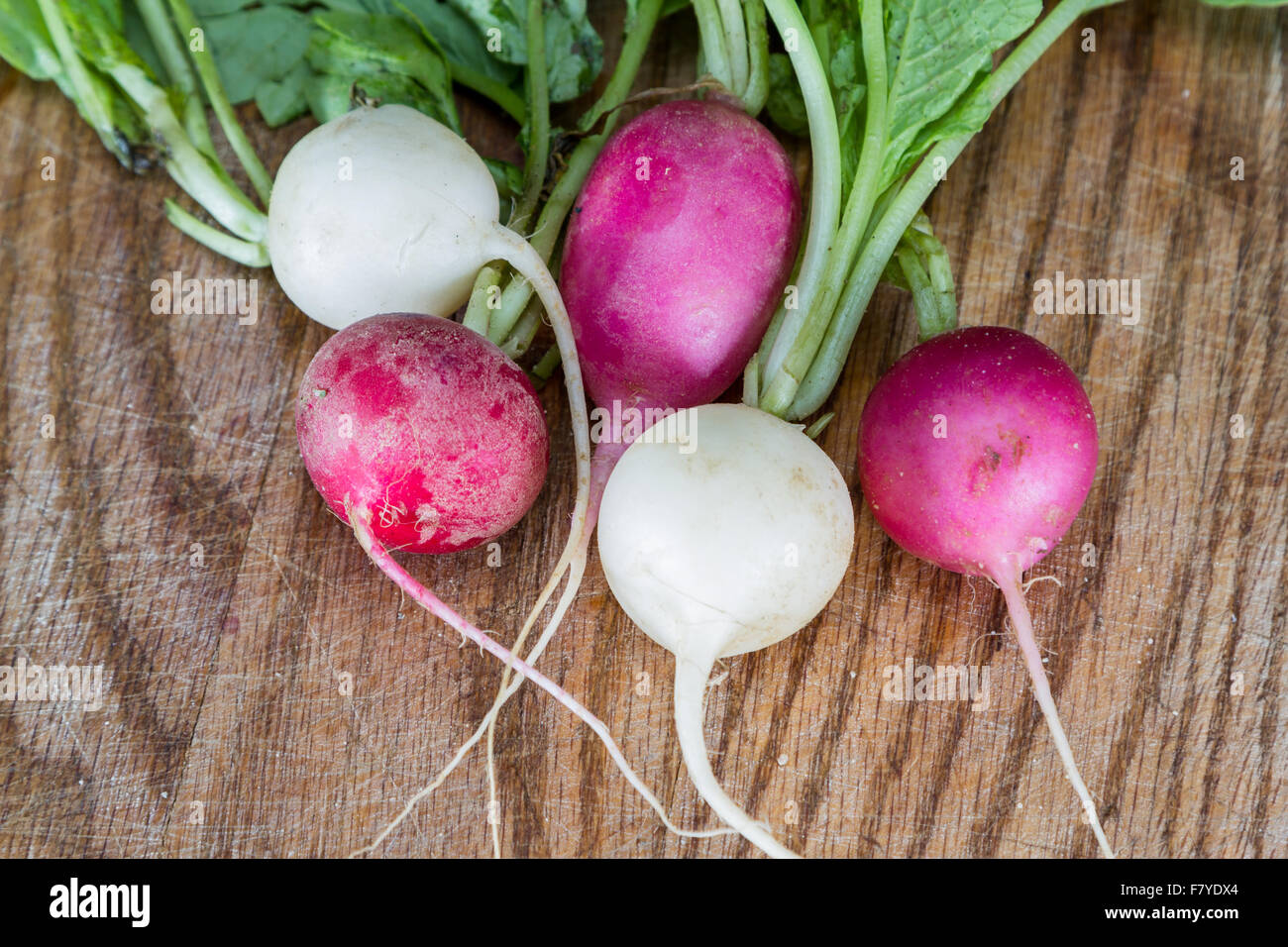 Different shades of greens hi-res stock photography and images - Alamy