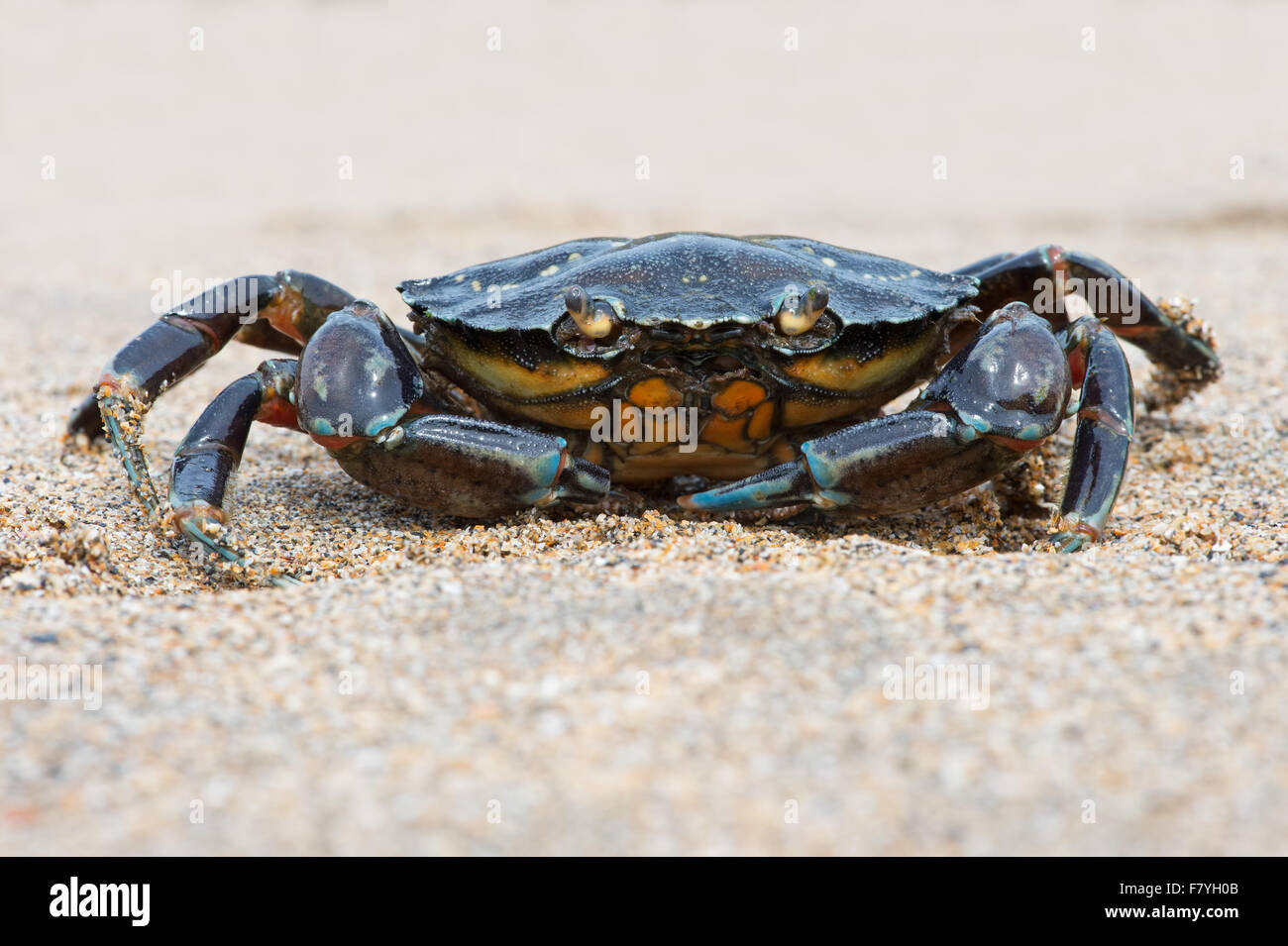 Shore crab hi-res stock photography and images - Alamy