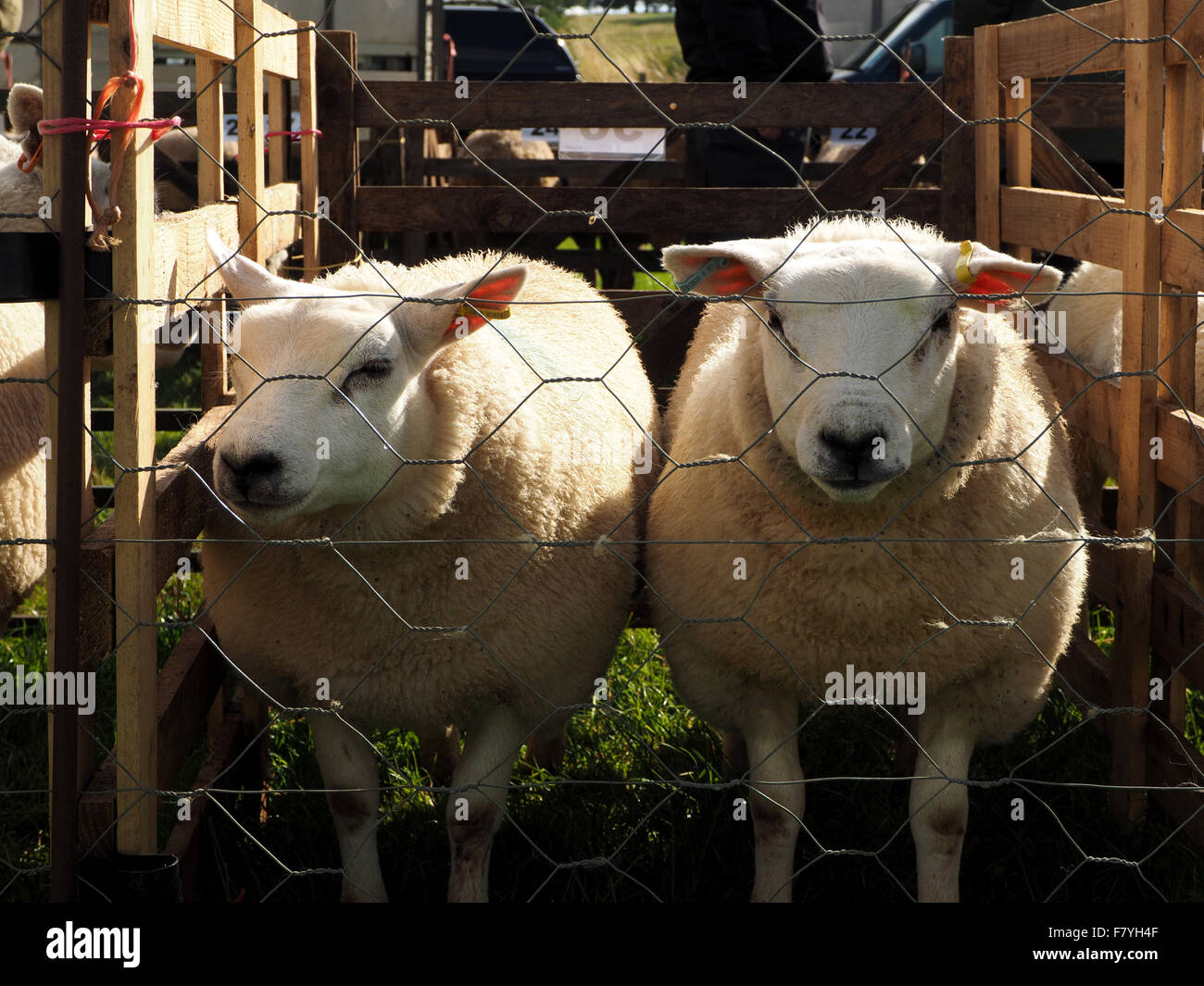 two penned sheep with white fluffy fleece looking towards camera Stock ...