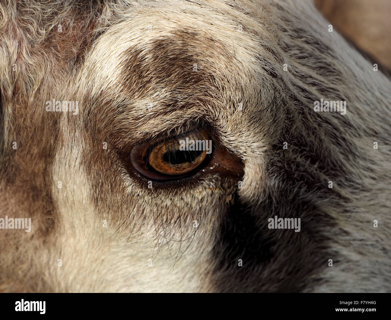 Sheep eye hi-res stock photography and images - Alamy