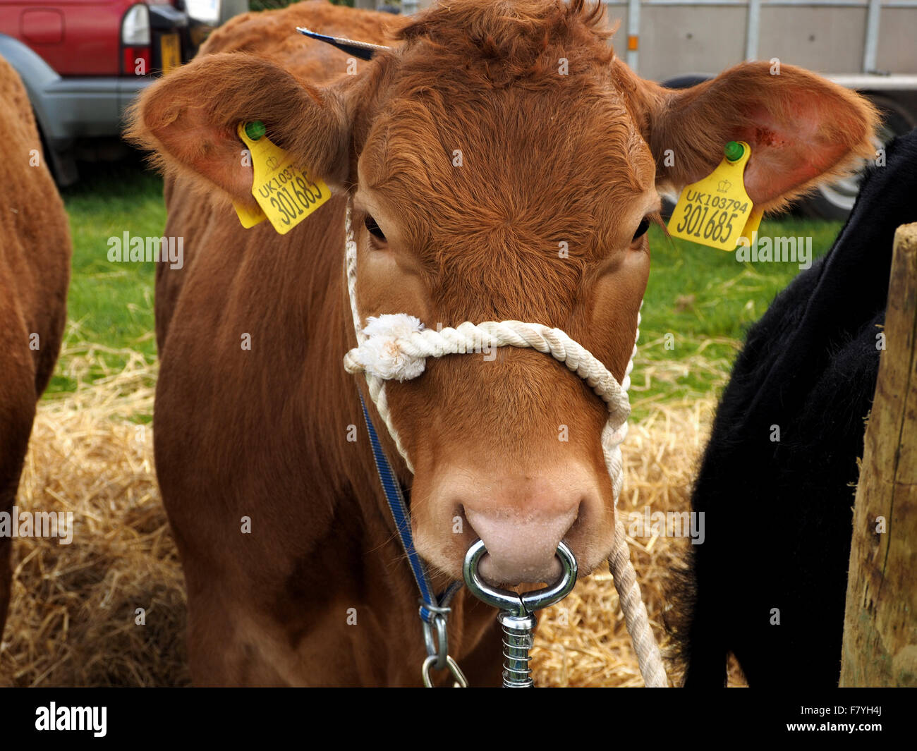 brown cow on bed of straw flanked by others at country show with white ...
