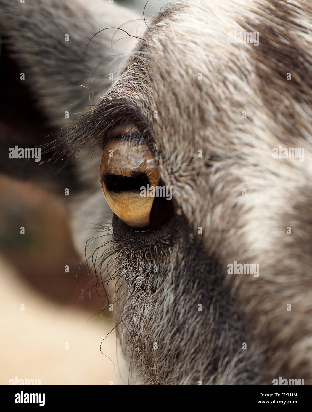 Sheep eye hi-res stock photography and images - Alamy