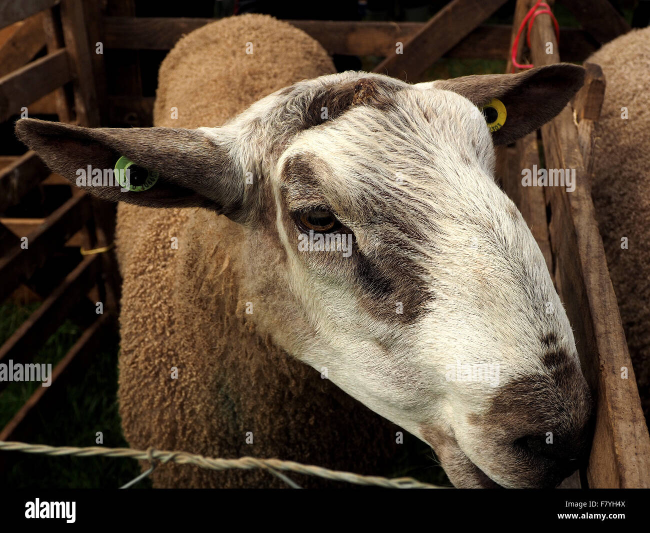 one penned sheep with tight brown fleece and yellow and green ear tags ...