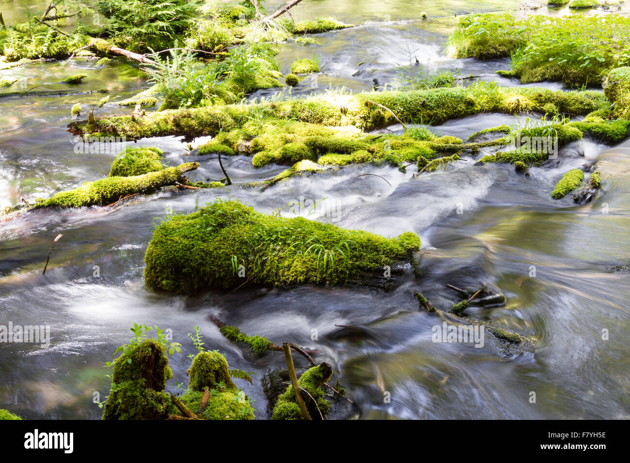 close up of a pristine spring flowing thru the woods in Oregon Stock ...