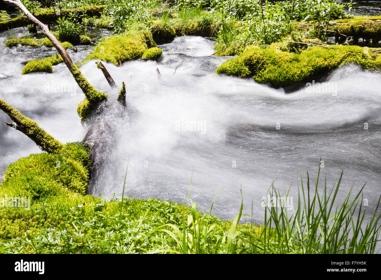 close up of a pristine spring flowing thru the woods in Oregon Stock ...