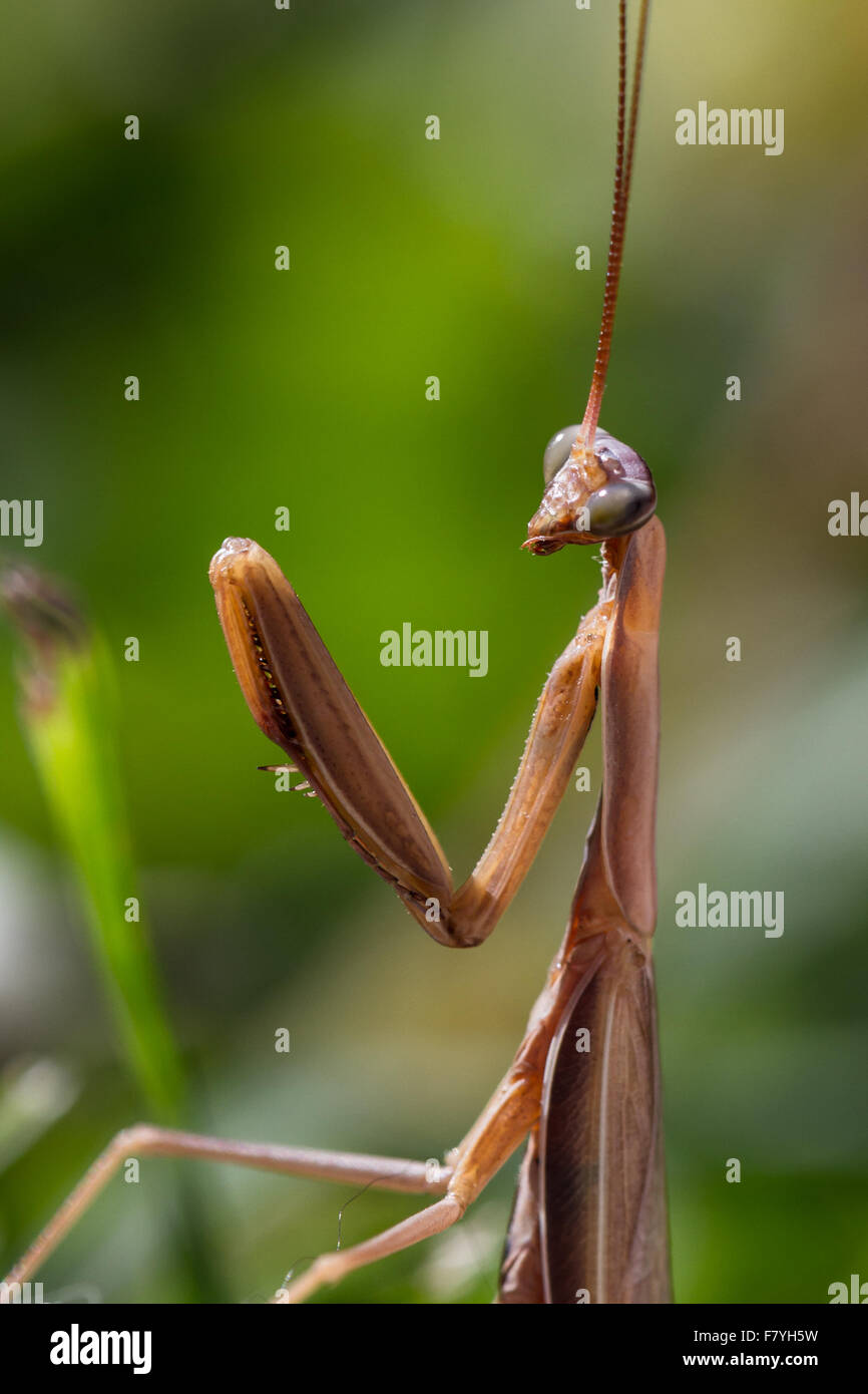 close up of a brown praying mantis over green grass Stock Photo - Alamy
