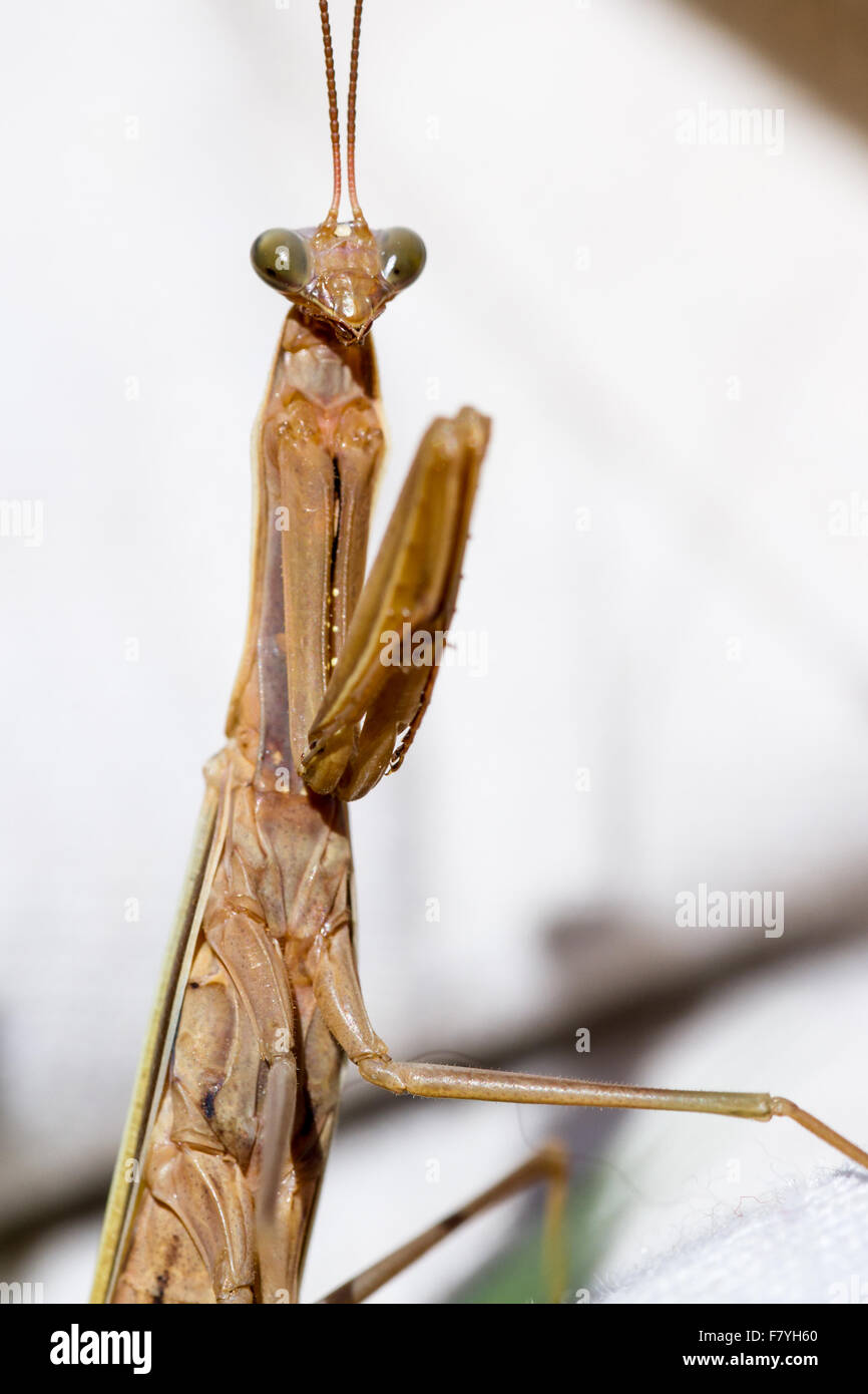 close up of a brown praying mantis over a white background Stock Photo ...