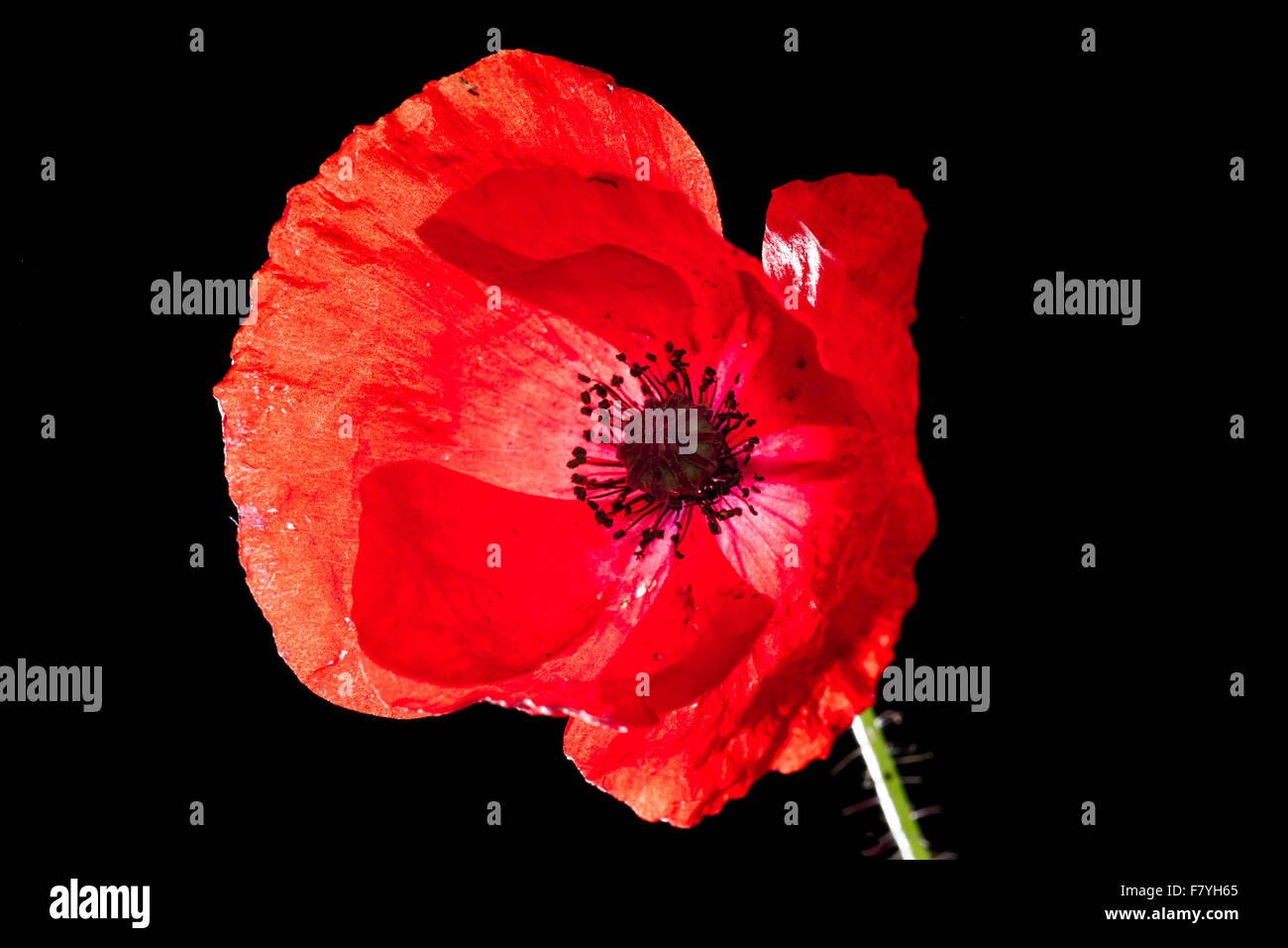macro of a red poppy with soft texture over a black background Stock ...