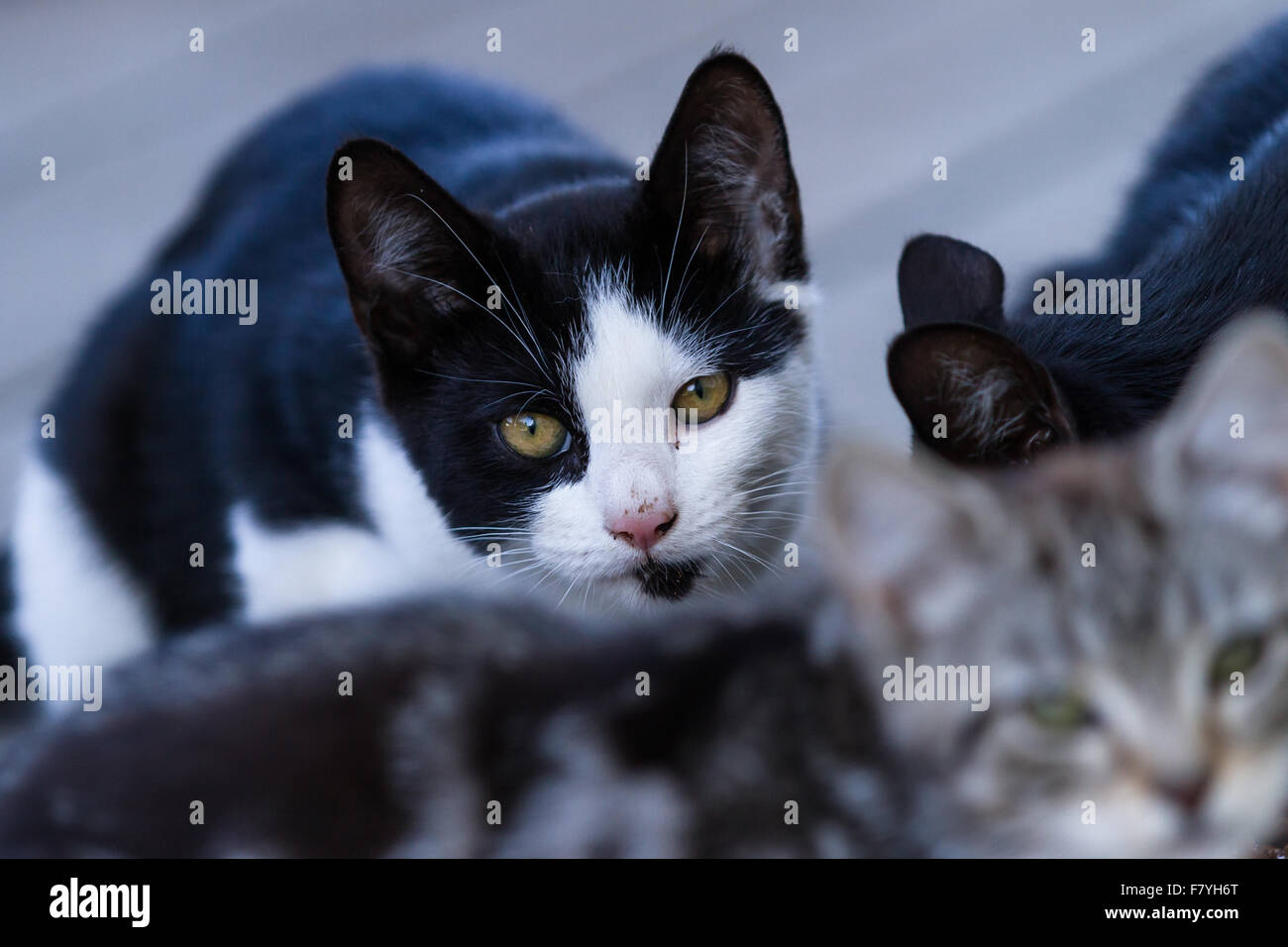 close up of an outdoor kitten with an intense look in his eyes Stock ...