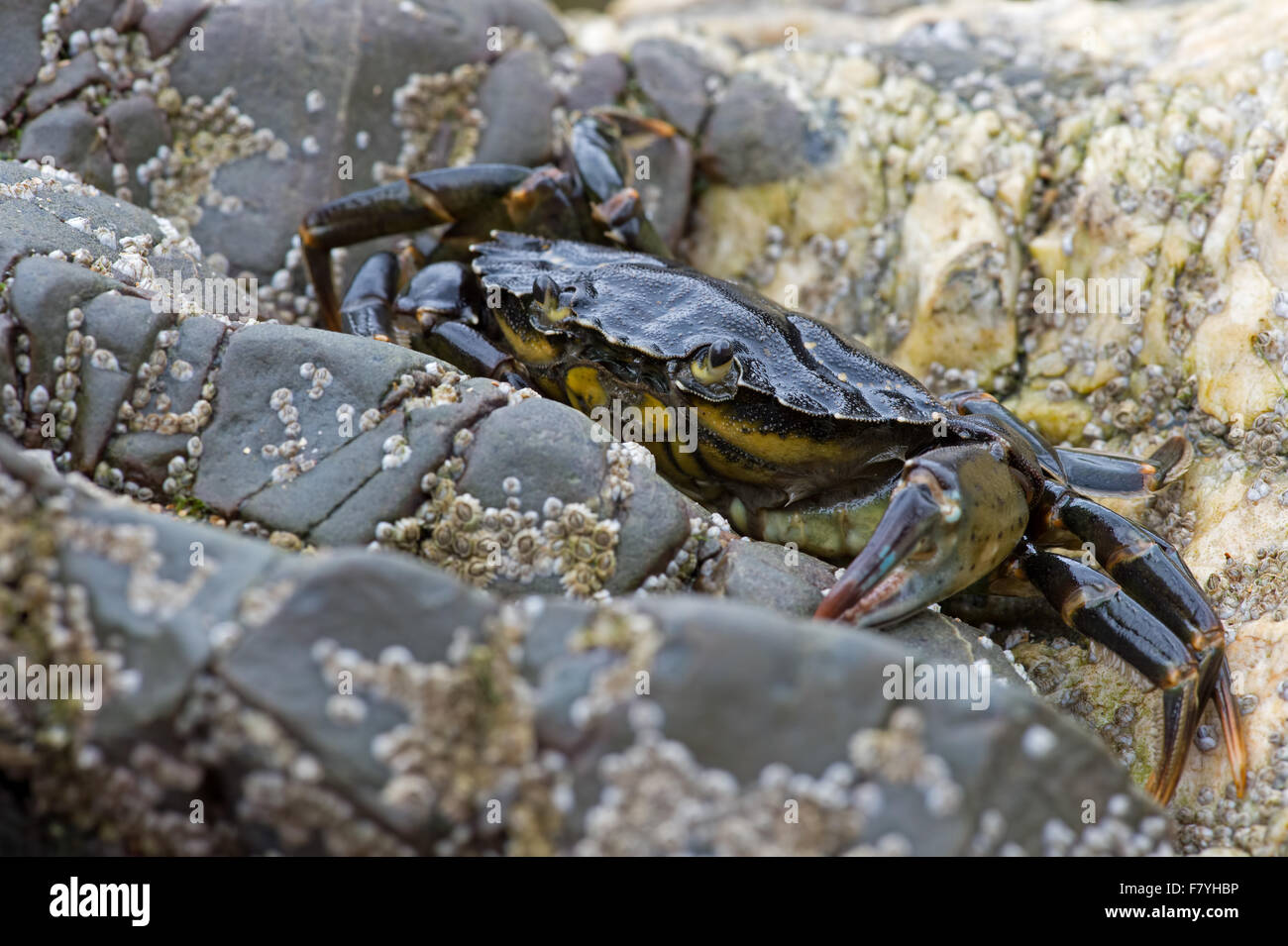 Green Shore Crab (Carcinus Maenus Stock Photo - Alamy