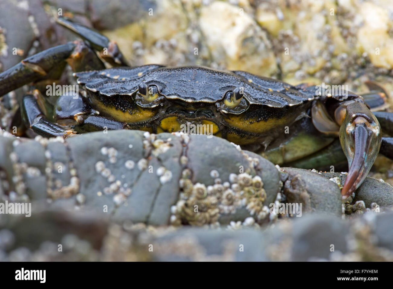 Green Shore Crab (Carcinus Maenus Stock Photo - Alamy