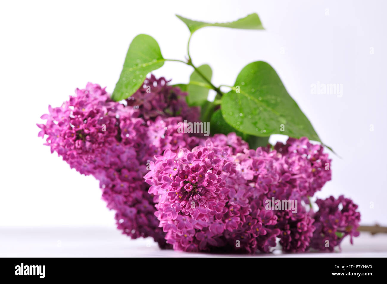 sambucus, antioxidant, bio, botany, branch, bush, collection, elder ...