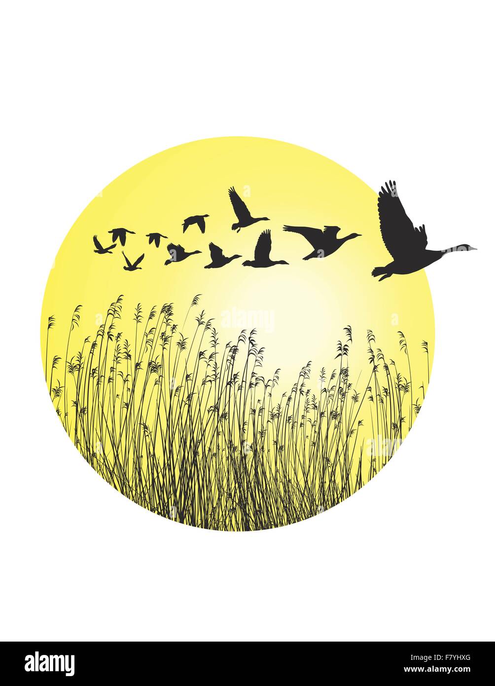 Reed birds Stock Vector Images - Alamy