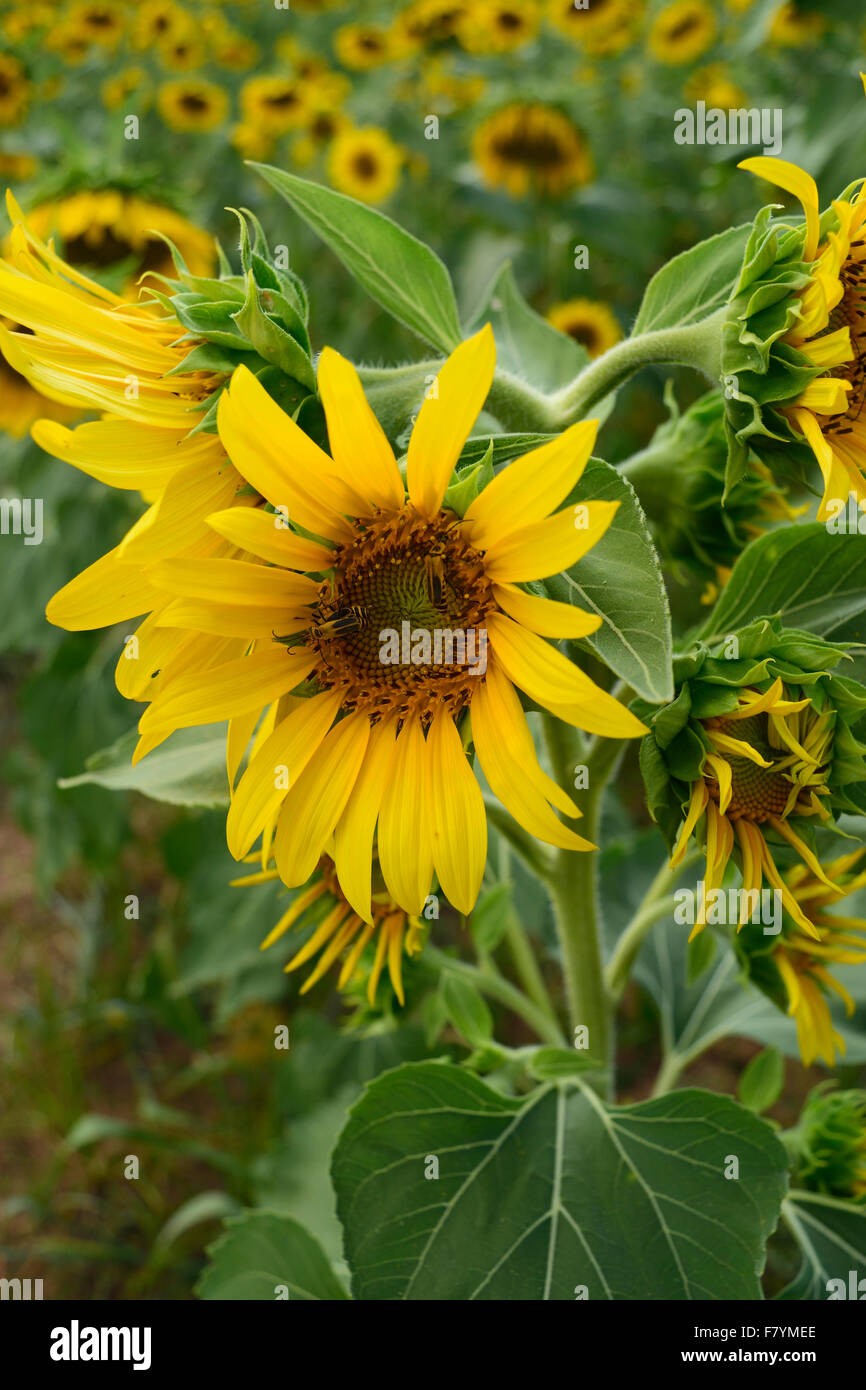 Multi-headed sunflower close up Stock Photo - Alamy