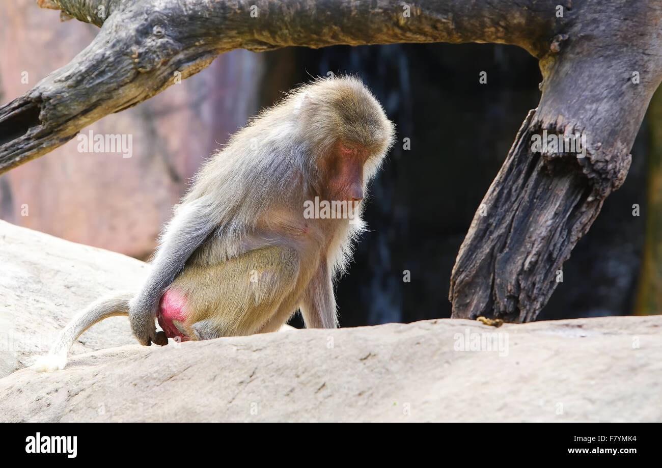 Perth zoo monkey enclosures Stock Photo - Alamy