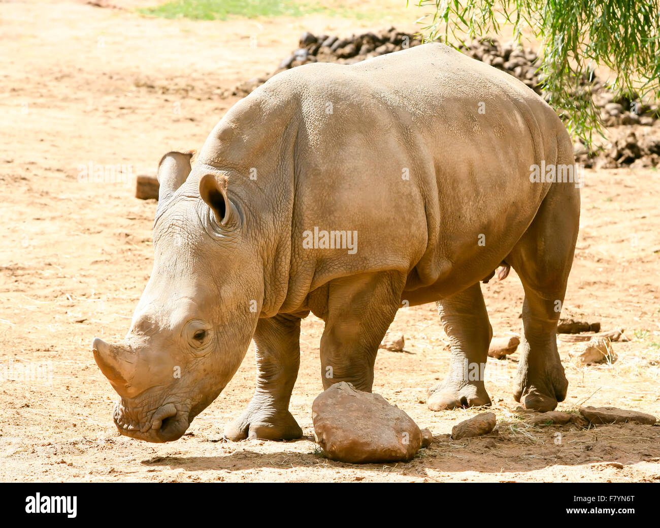 African White Rhino Stock Photo - Alamy
