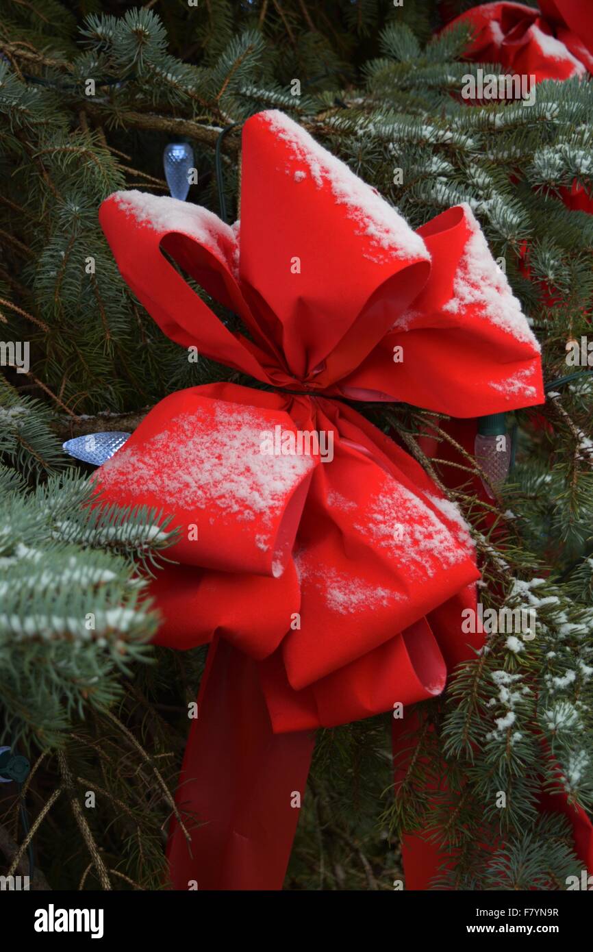 Red pine tree branch hi-res stock photography and images - Alamy