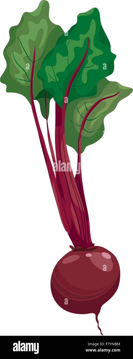 Beet vegetable cartoon illustration hi-res stock photography and images ...