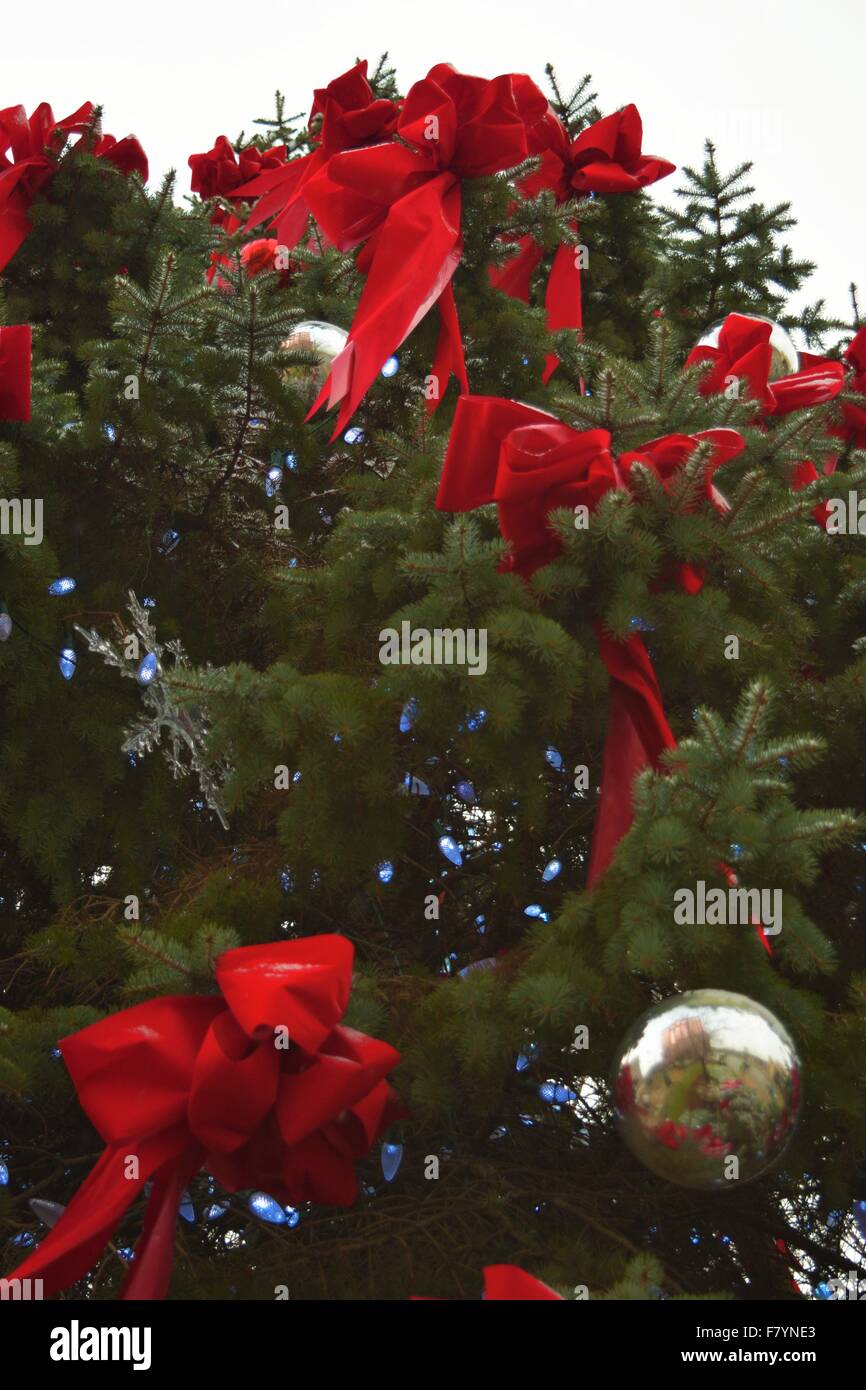 Silver pine tree hi-res stock photography and images - Alamy