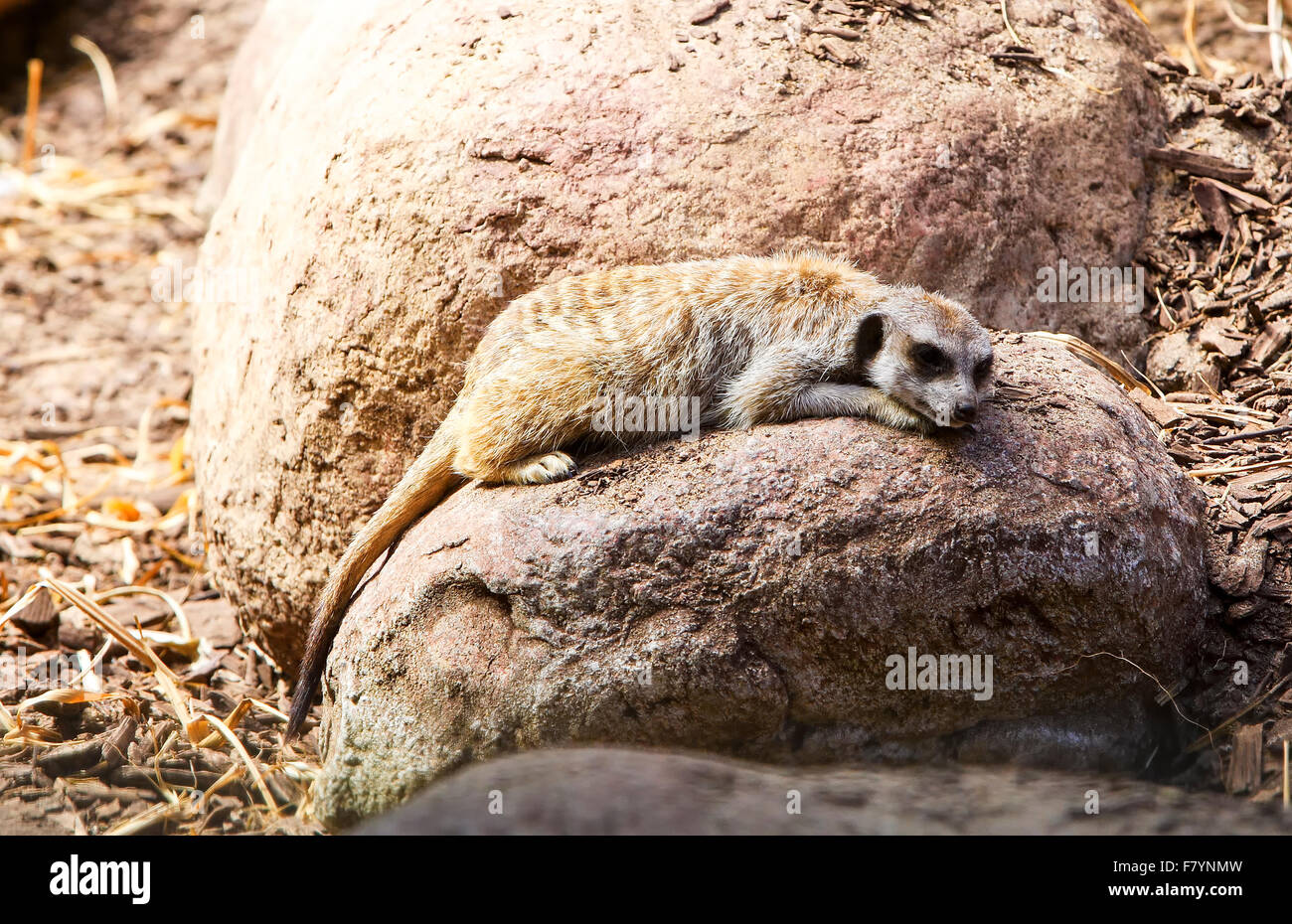 Meer cat meer cats meercat Stock Photo - Alamy