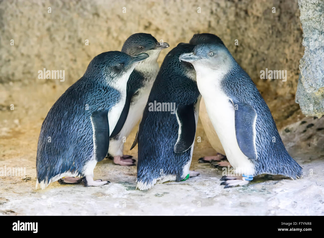 Blue Penguins Australian Zoo Stock Photo - Alamy