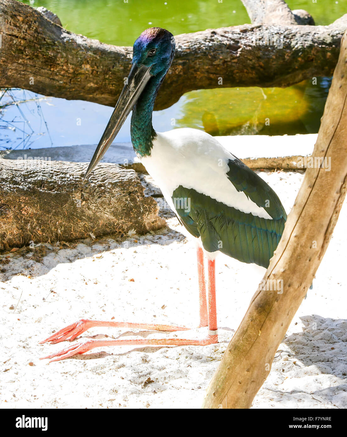 Perth zoo Western Australia attracts a lot of birdlife Stock Photo - Alamy