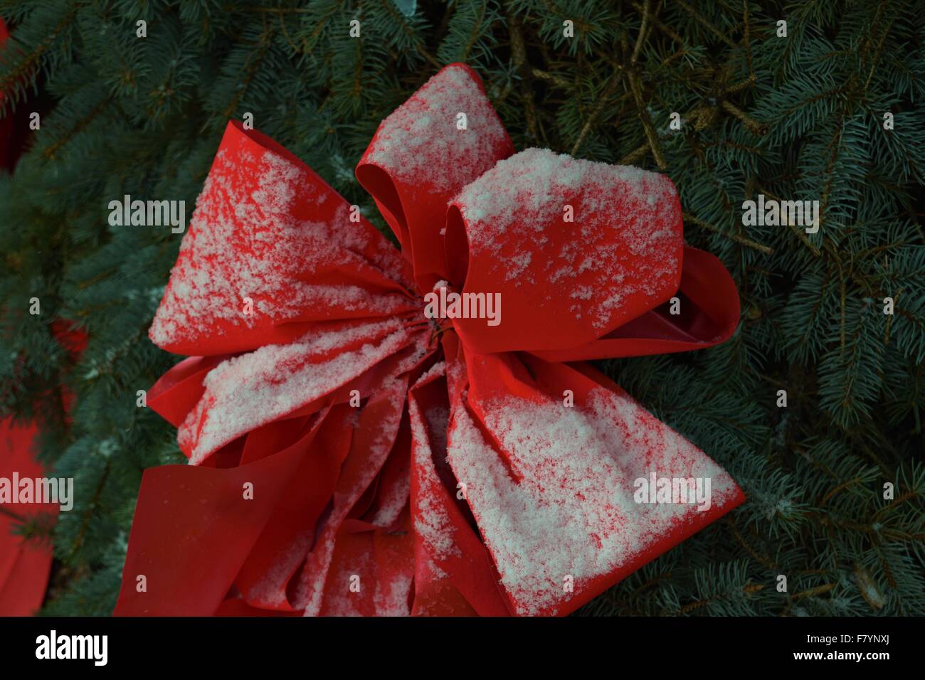 Red ribbon on a pine Stock Photo - Alamy