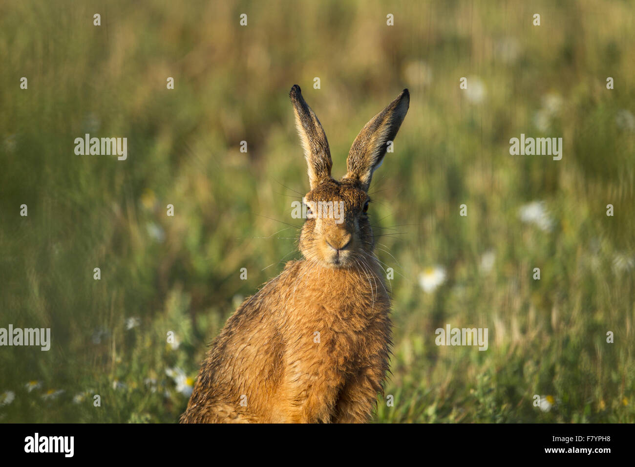 Brown Hare, European Hare Stock Photo - Alamy