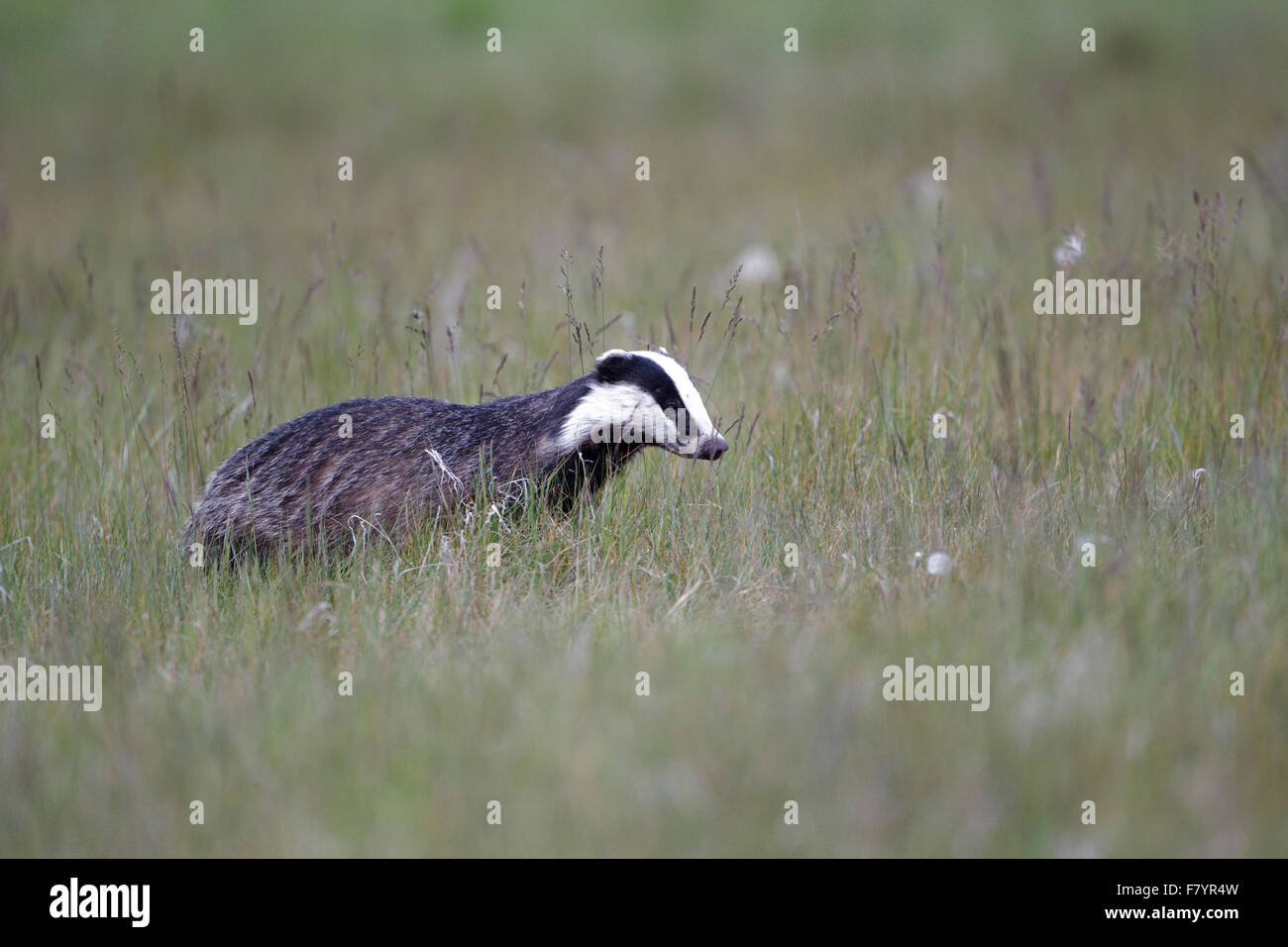 Badger in daylight hi-res stock photography and images - Alamy