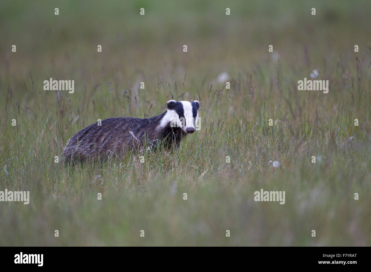 Badger in daylight hi-res stock photography and images - Alamy