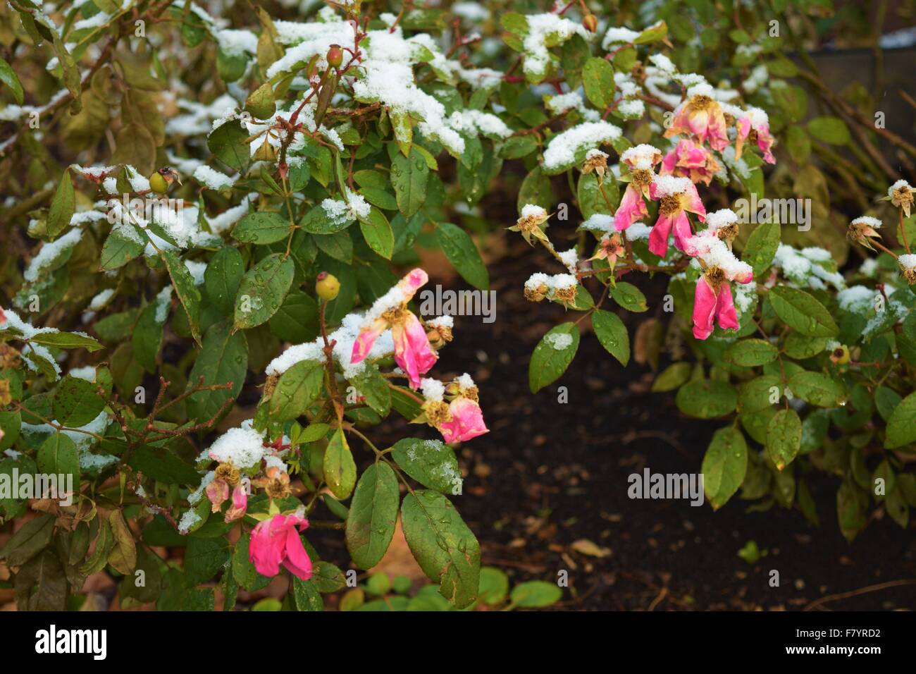 Pink flowers in frost hi-res stock photography and images - Alamy
