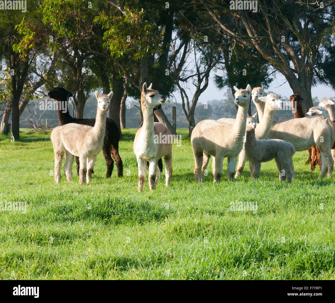 Alpaca group being farmed in Australia Stock Photo - Alamy