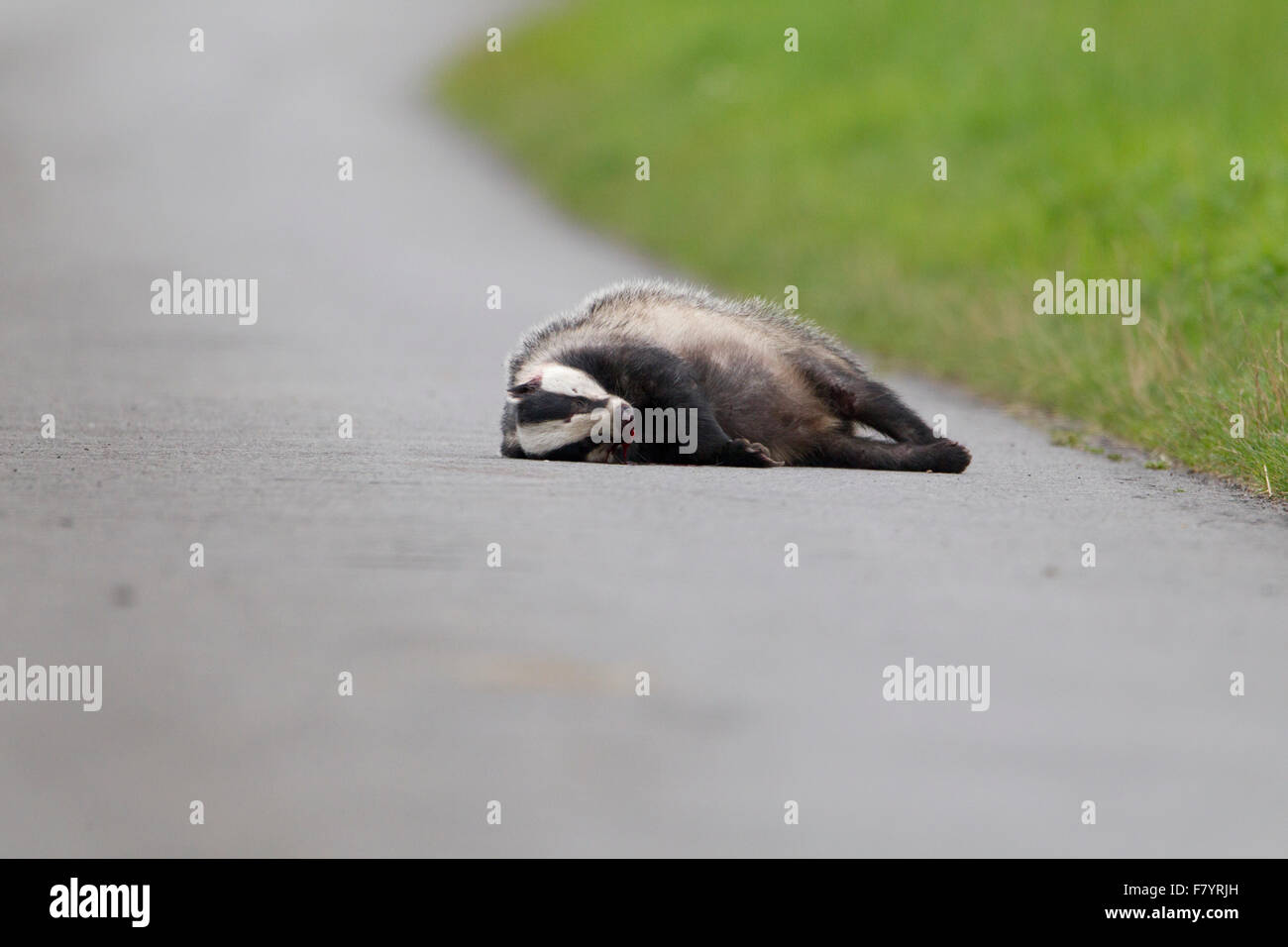 Dead badger on road hi-res stock photography and images - Alamy