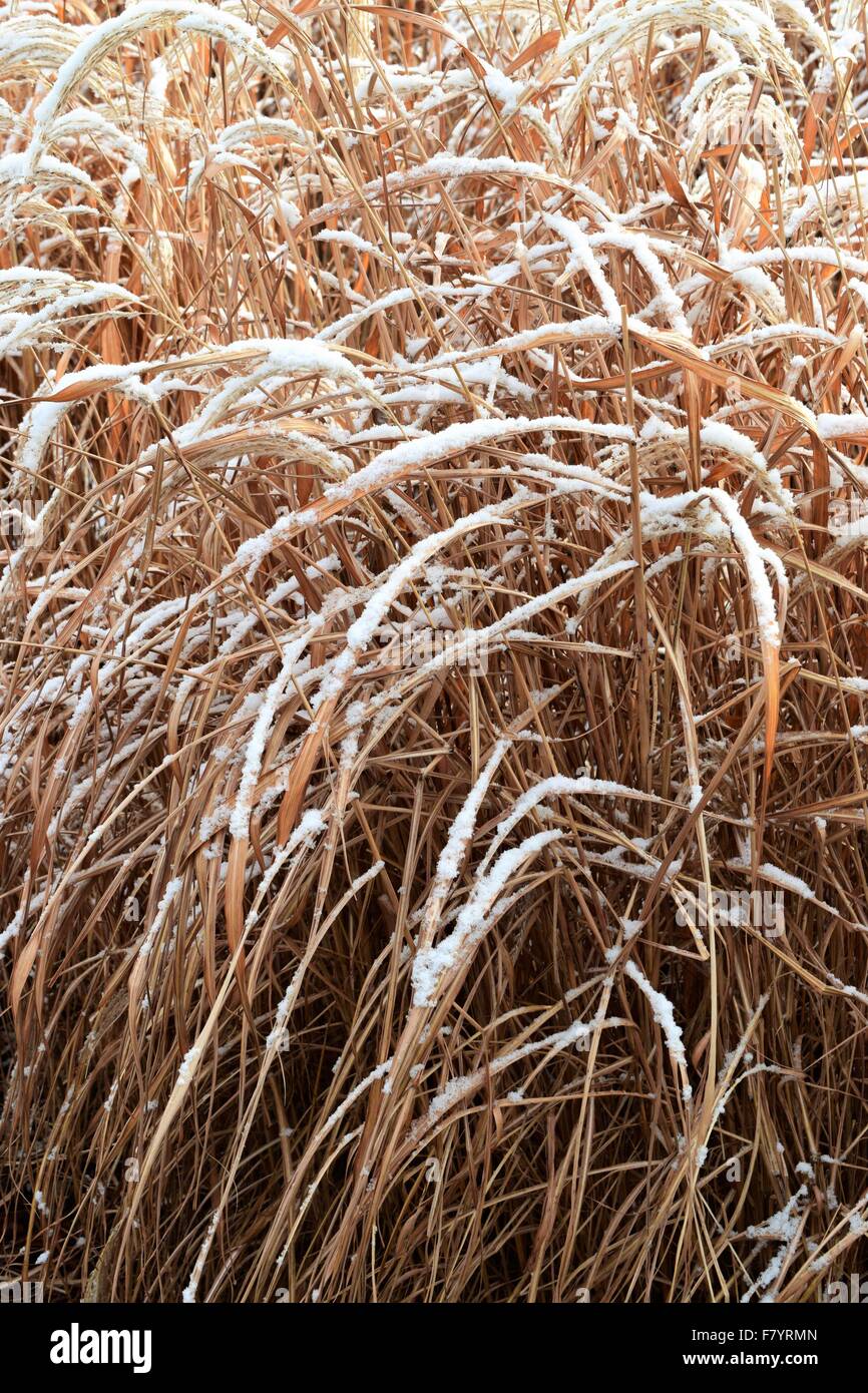 Snowy tall grass Stock Photo - Alamy