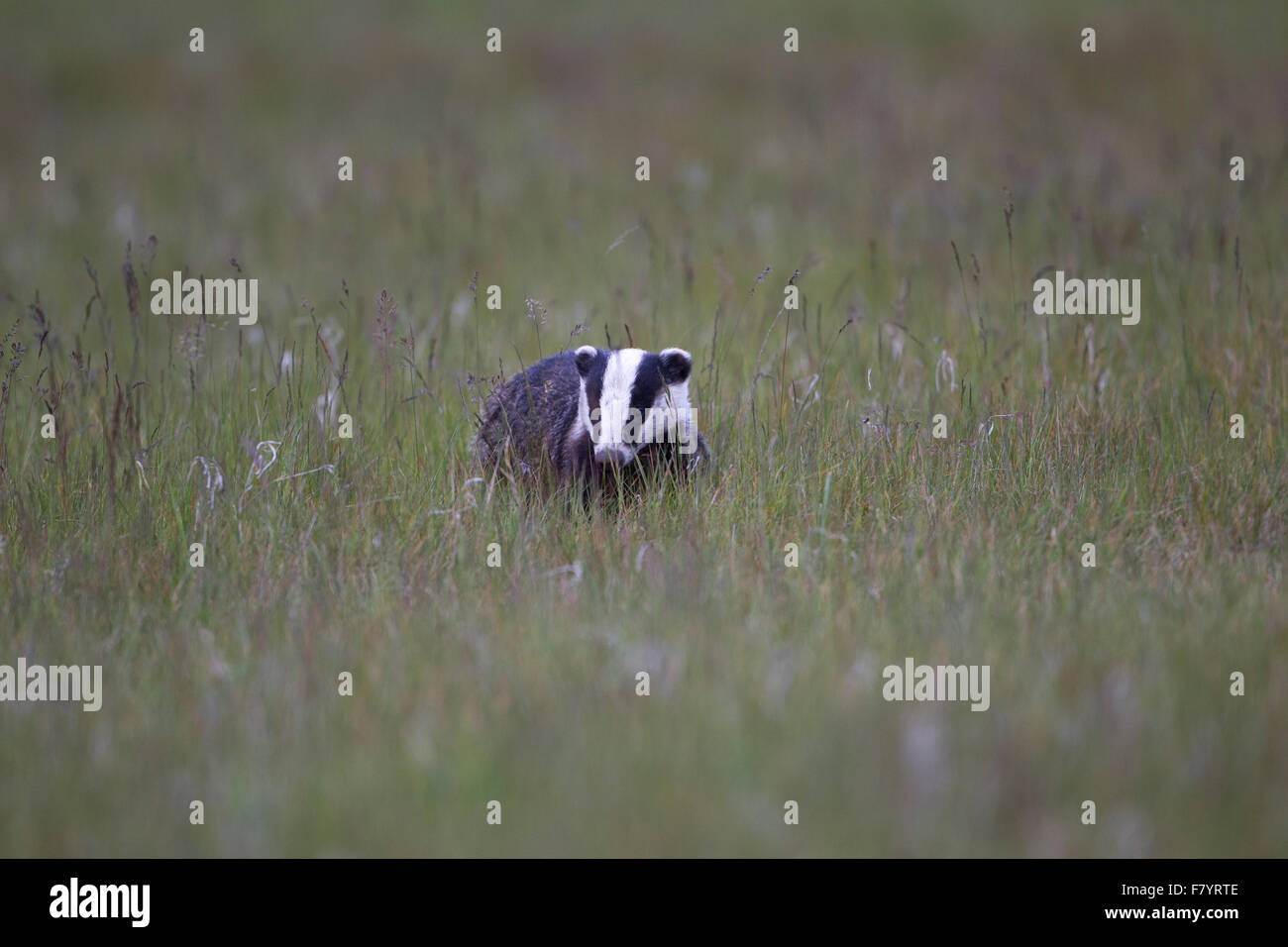 Badger in daylight hi-res stock photography and images - Alamy
