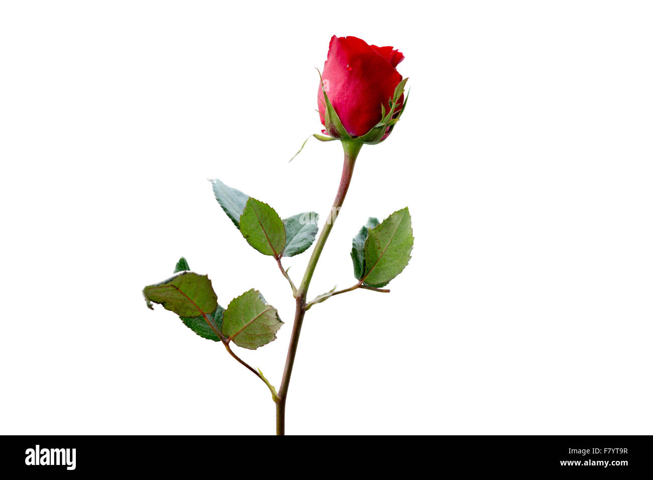 Happy anniversary card with red rose Cut Out Stock Images & Pictures ...